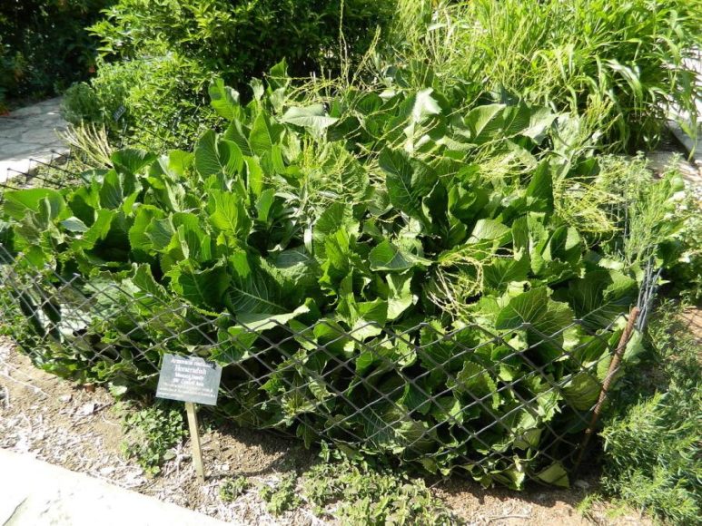 Listy chrenu majú vynikajúce liečivé účinky na bolesť